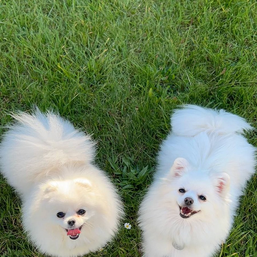 Blog: Dogs make life - better! by SPICYGEM🌶️