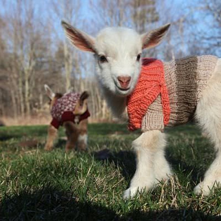 Blog: How I got goats!!! by OMG ALIONA
