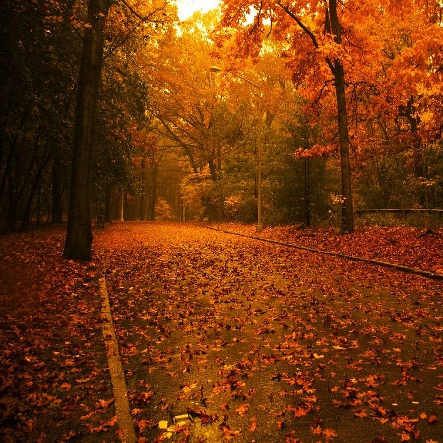Blog: october magic: the month of change, warmth, and quiet beauty by ...
